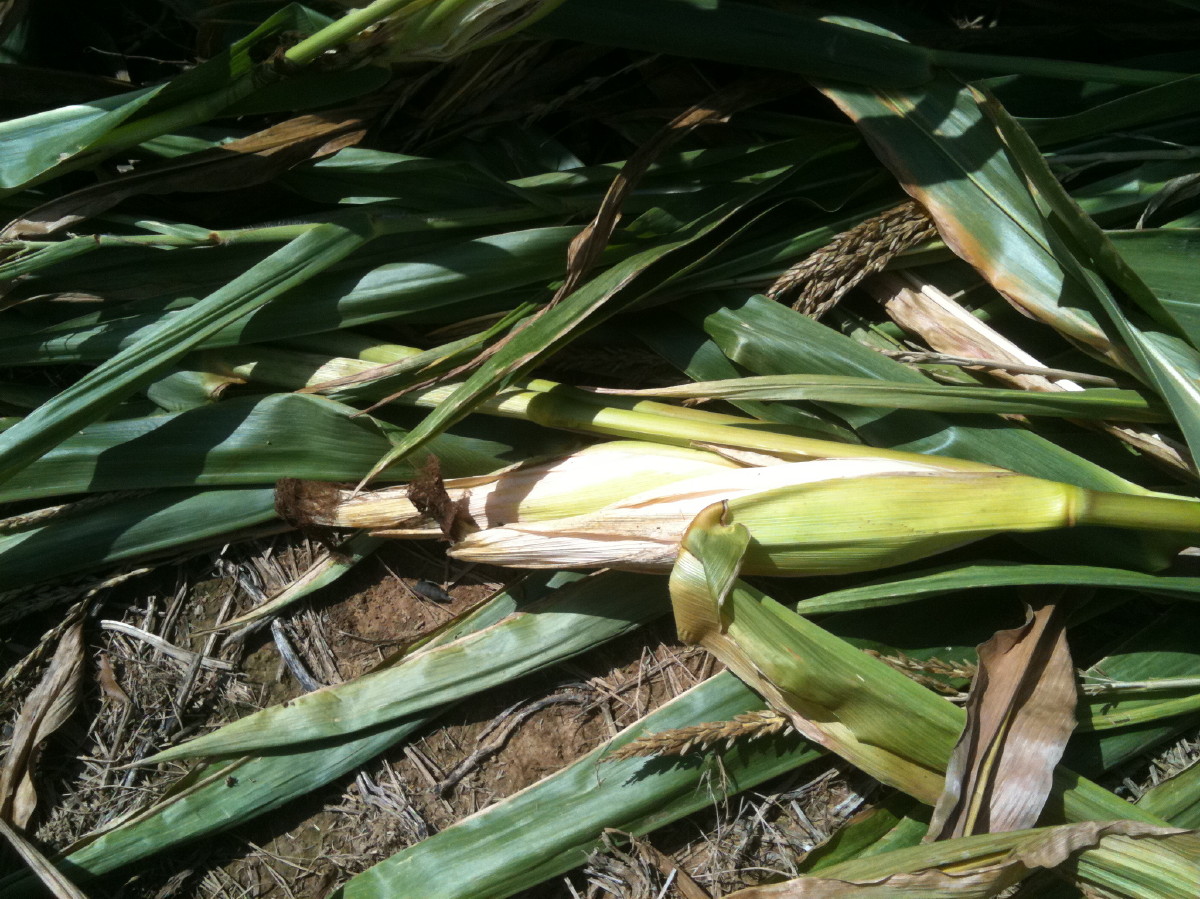 Grain Crops Update: Images of Downed Corn