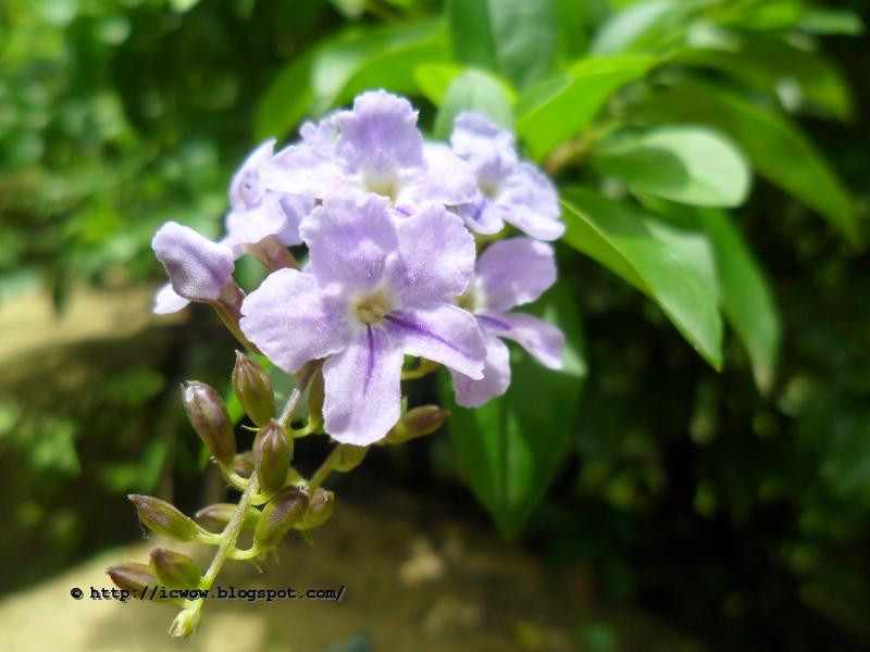Golden Dewdrop - Duranta erecta