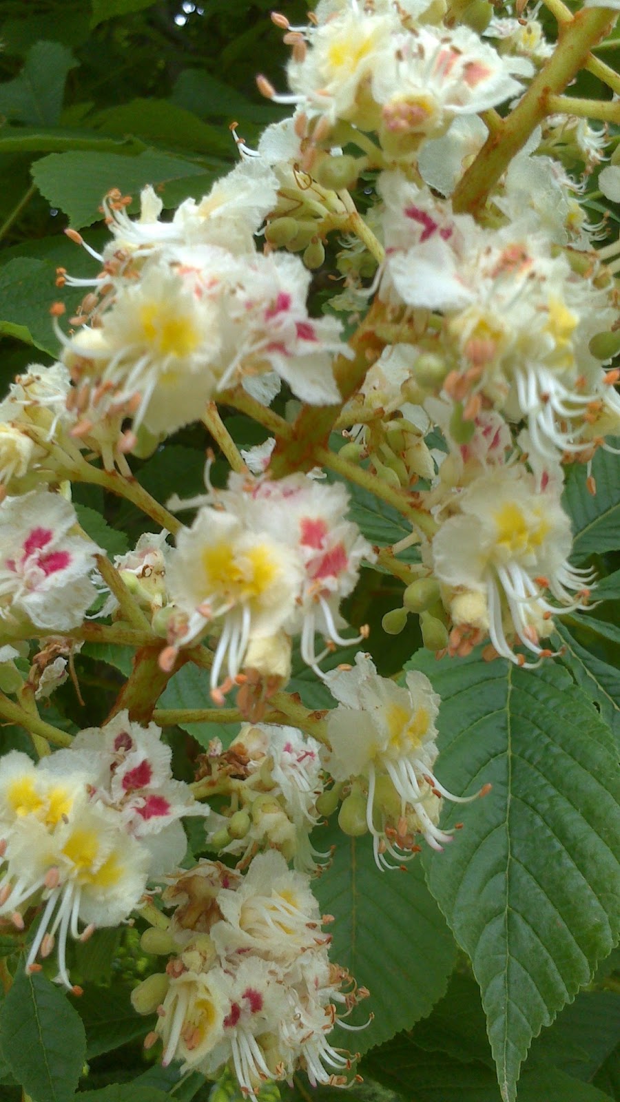 Construint històries: Flors de castanyer