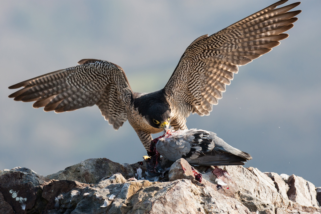 Fotografia de NA: Halcon peregrino