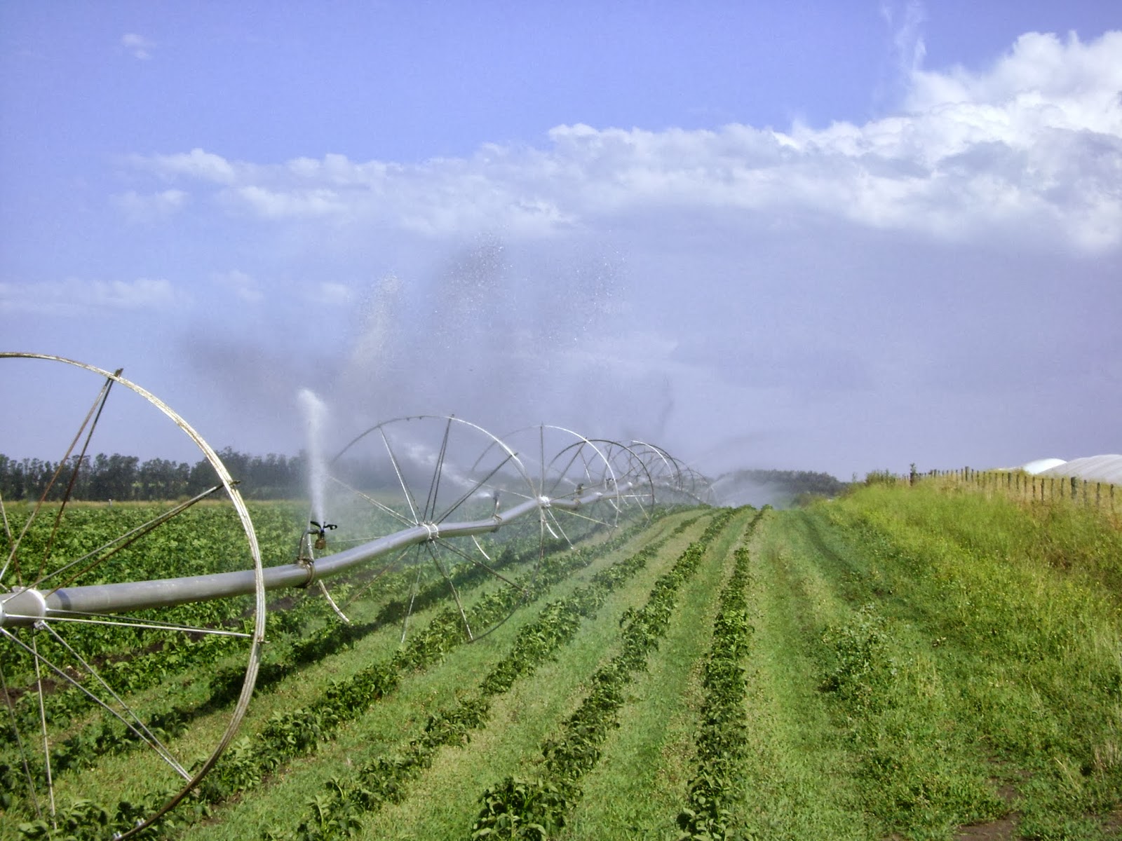 "RIEGOS" (BALCARCE): WADE RAIN