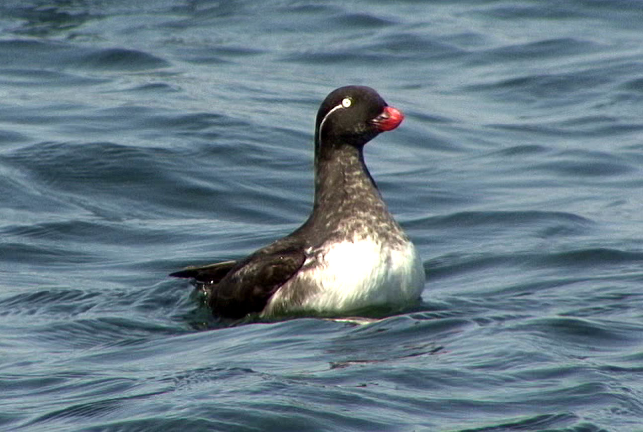WildLife: Auklet Birds Facts & Images