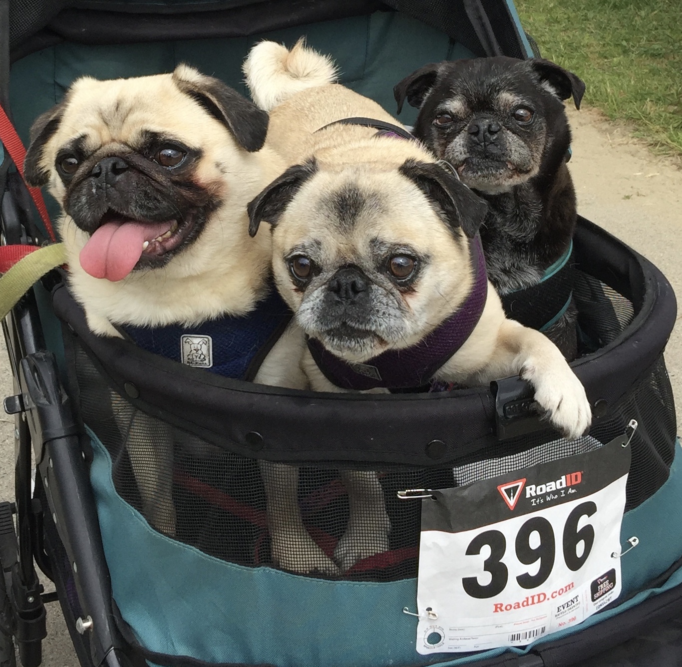 PugMom Quilts!: Pugtastic Tuesday: 2018 Pug Rescue of New England 5k
