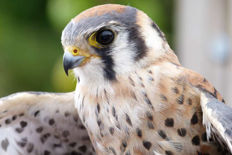 Connecticut Audubon Society: Trout Brook Valley hawk walk 9/22