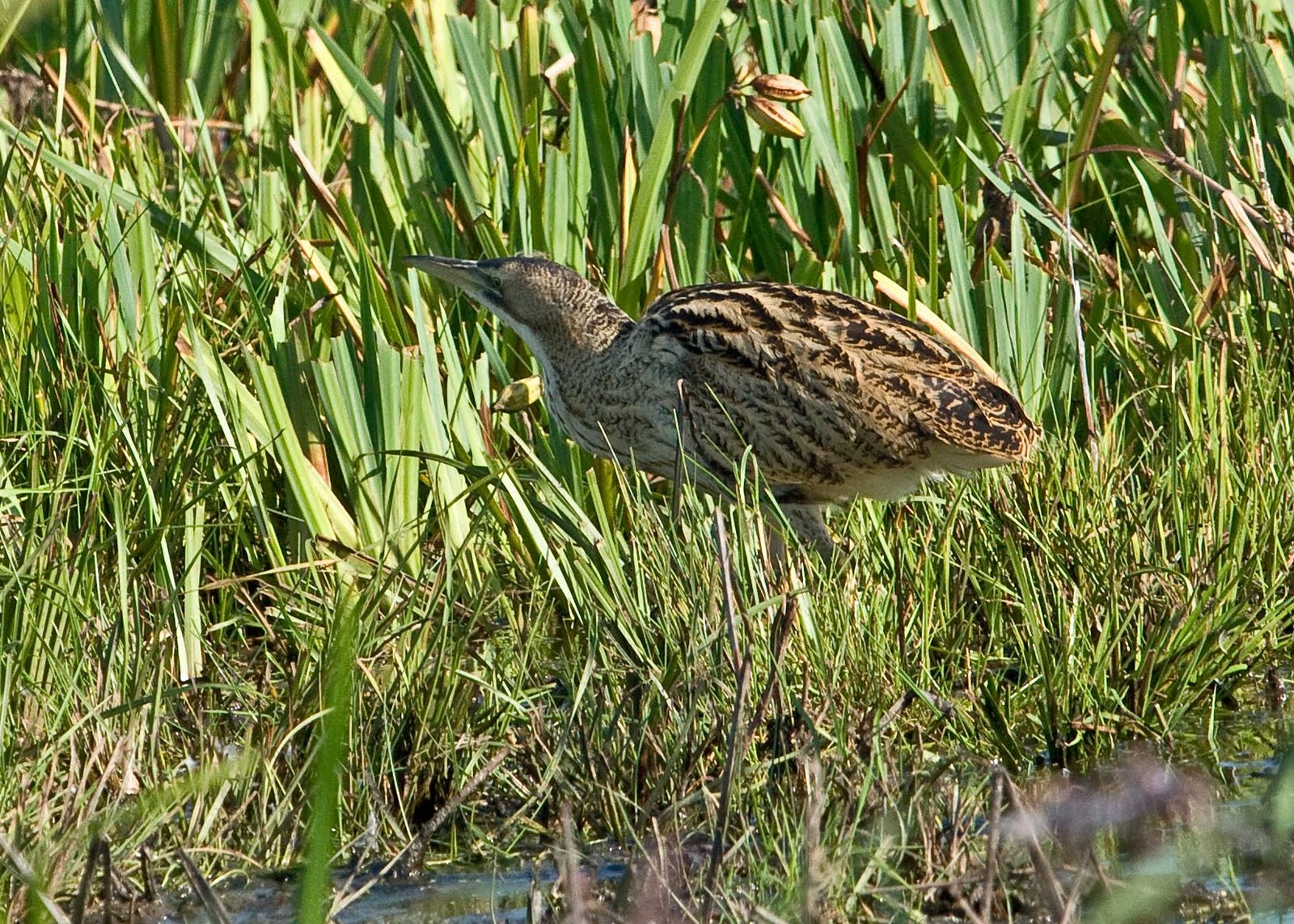 Greater Kent Birder: The Stodmarsh Bitterns Spectacular