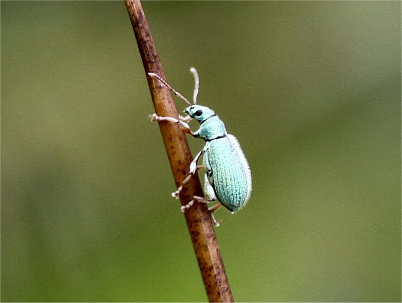 Murfs Wildlife : Green Weevil