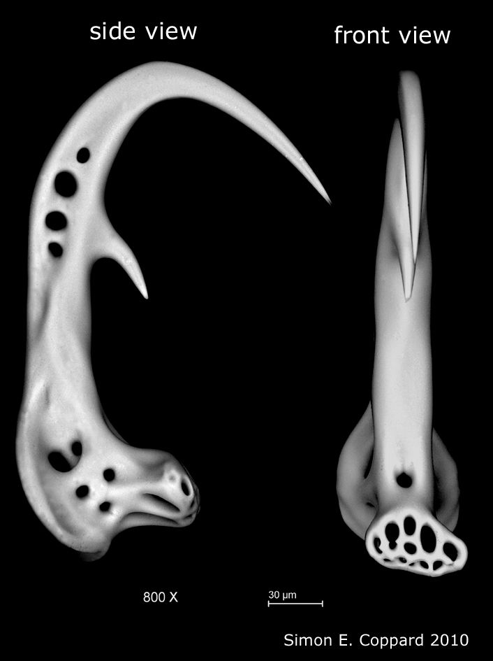 Real Monstrosities: Snake Star