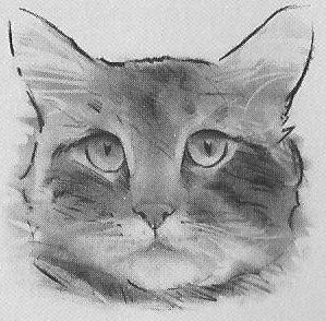 Cooinda Cat Resort - Kitty Kapers: Cat Geometry and Personality