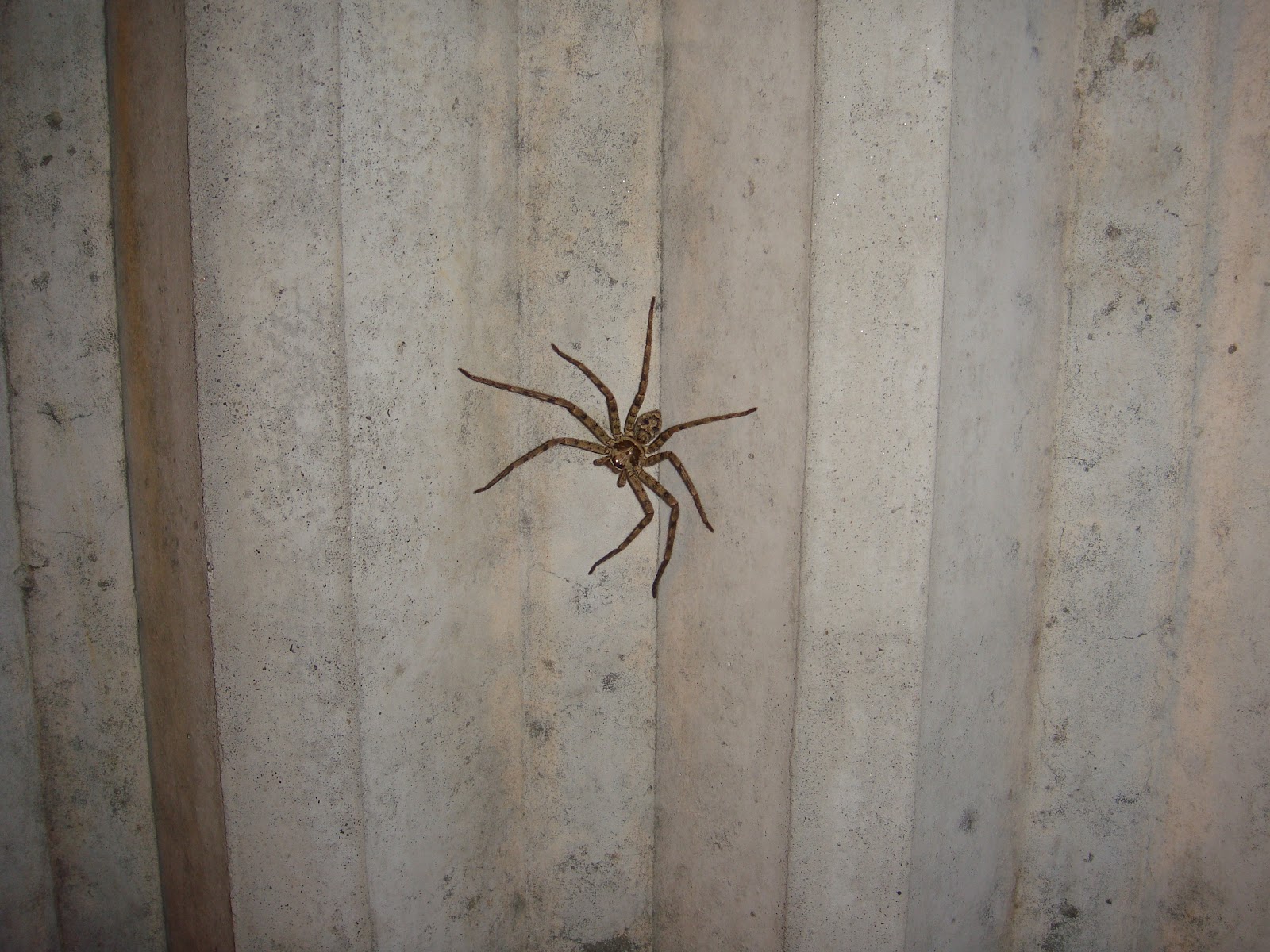 Supersupergirl's creature world: Spider with skull face on da sternam ...