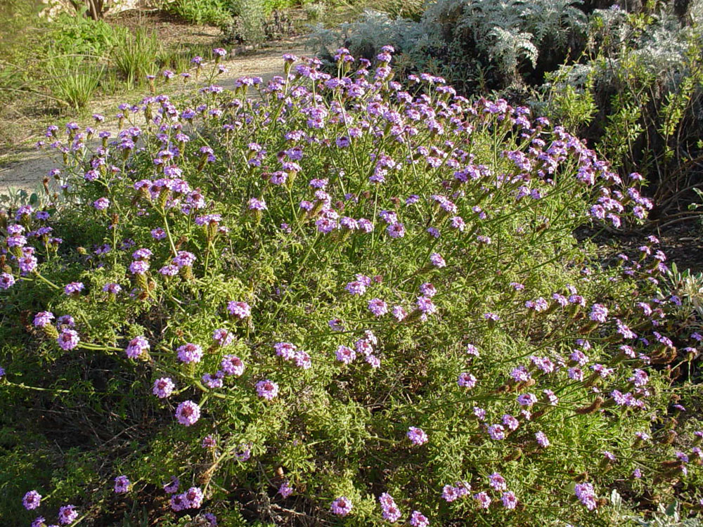 Mother Nature's Backyard - A Water-wise Garden: Plant of the Month ...