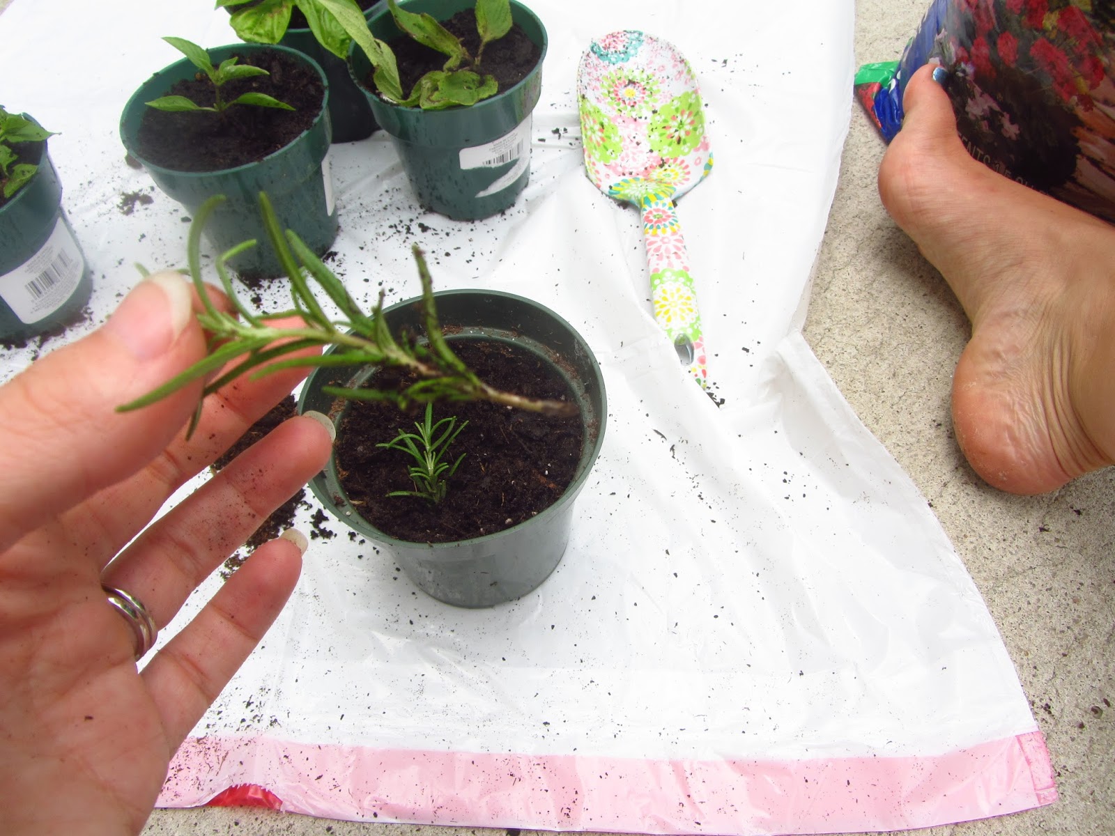 Bobbins of Basil: Rooting cuttings to clone your plants