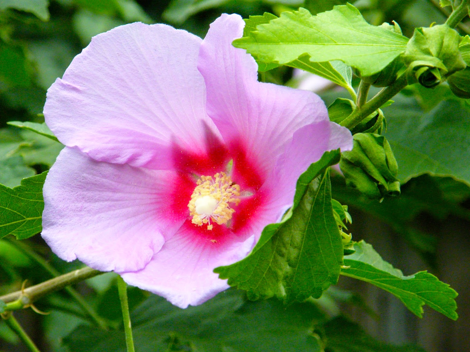 P O T A G E R: FULL BLAST Hibiscus