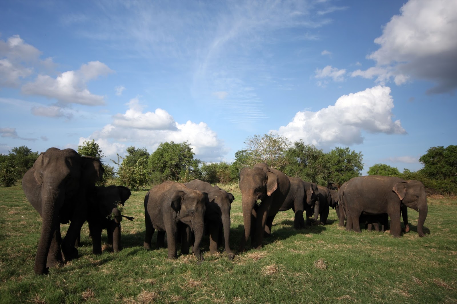 The Elephant Gathering At Minneriya National Park - Marvellous Sri Lanka
