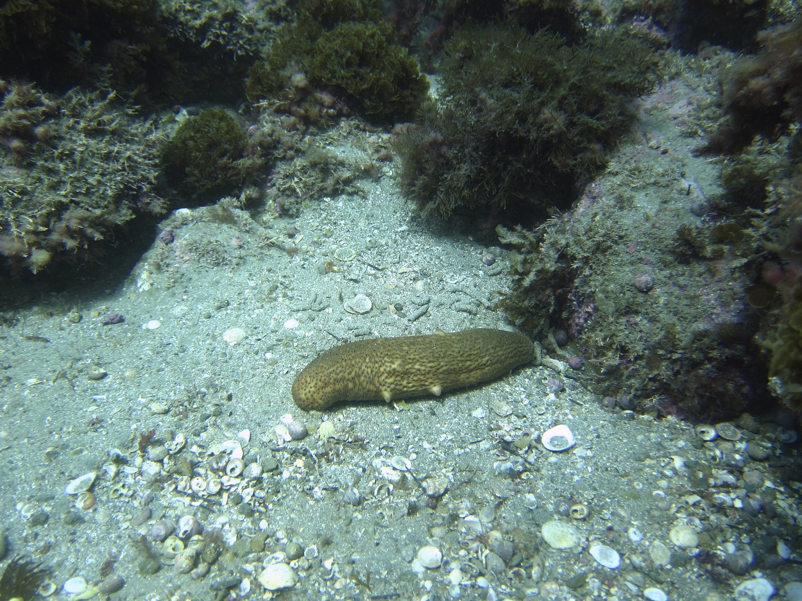 Real Monstrosities: Warty Sea Cucumber