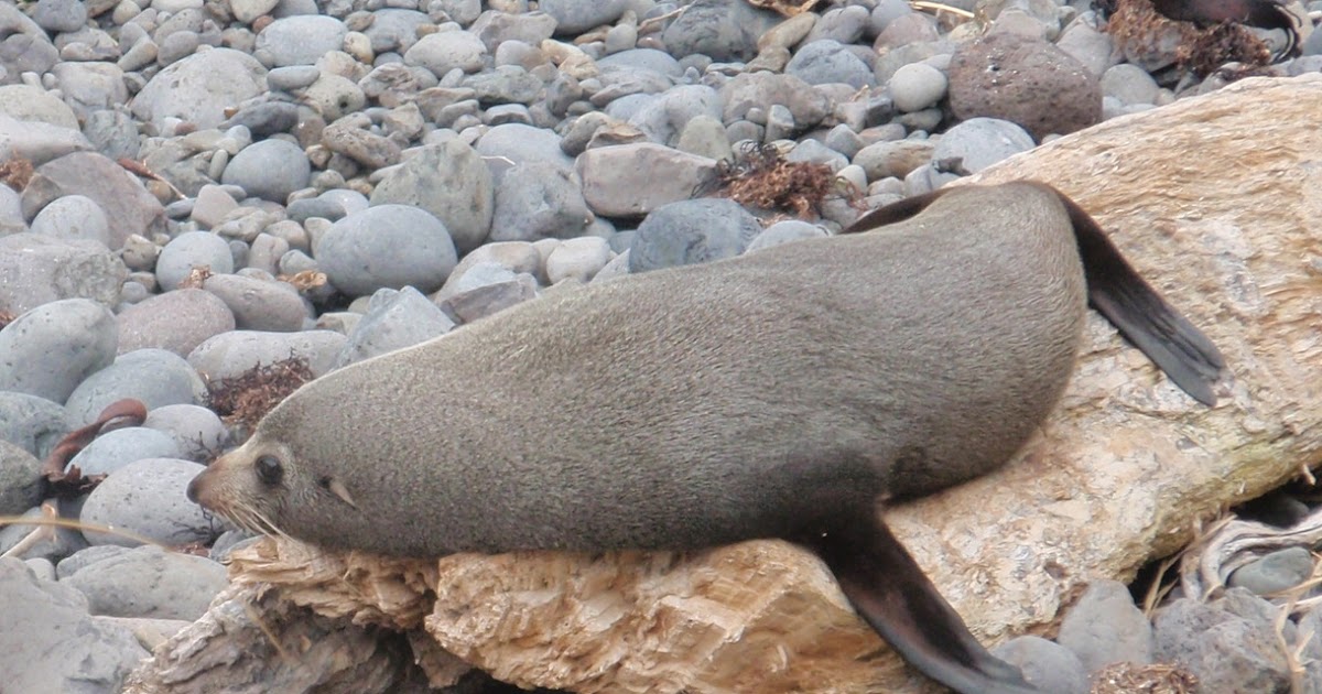 Explore and Discover Nature: Fur seals are 'eared' seals
