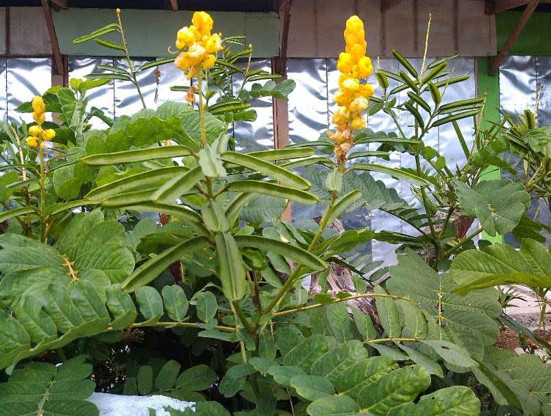 Health First : Acapulco, an Anti-fungal herb