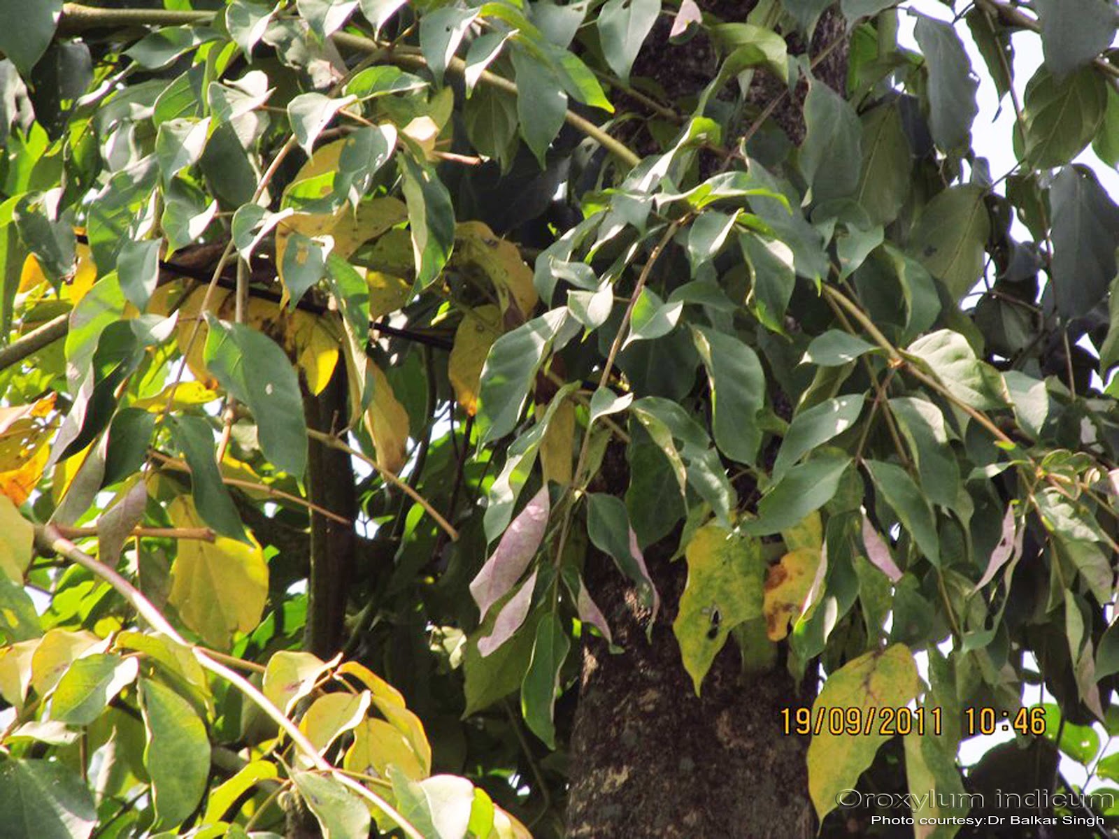 Medicinal Plants: Oroxylum indicum Shyonaka Mandukaparani sorikonrai