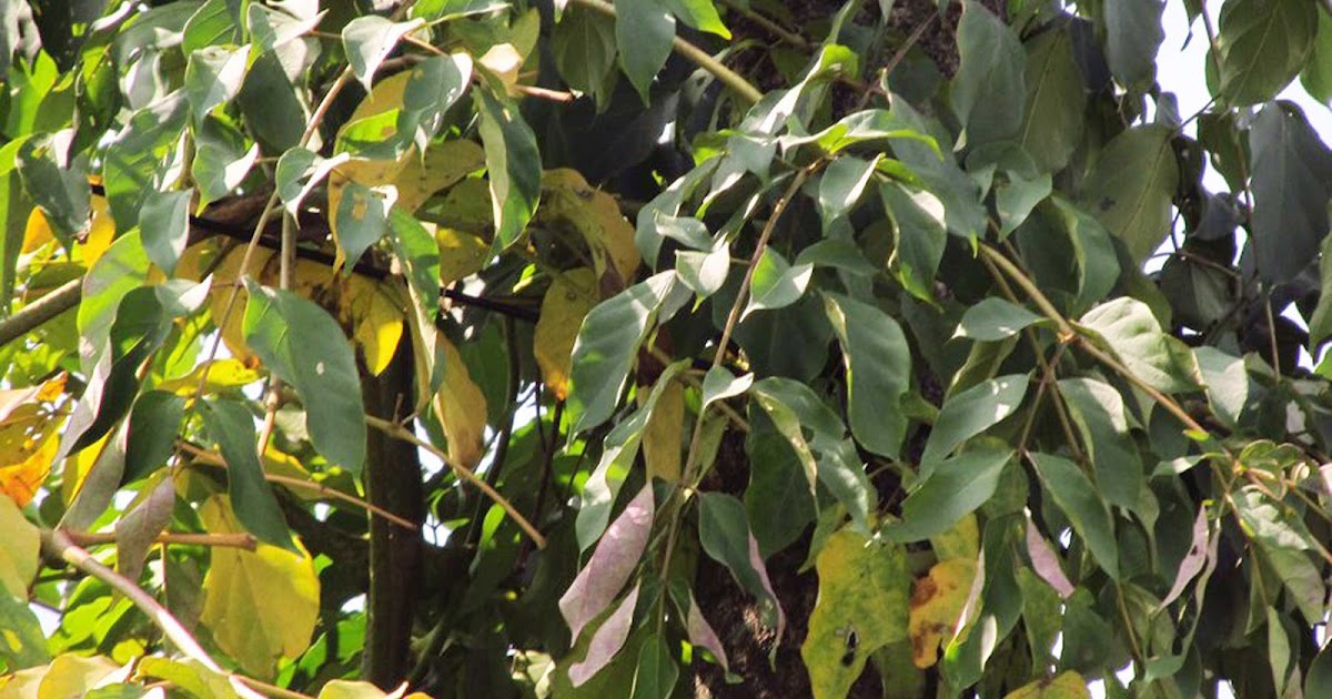 Medicinal Plants: Oroxylum indicum Shyonaka Mandukaparani sorikonrai