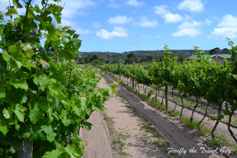 Port Elizabeth Daily Photo: A wine farm in PE?
