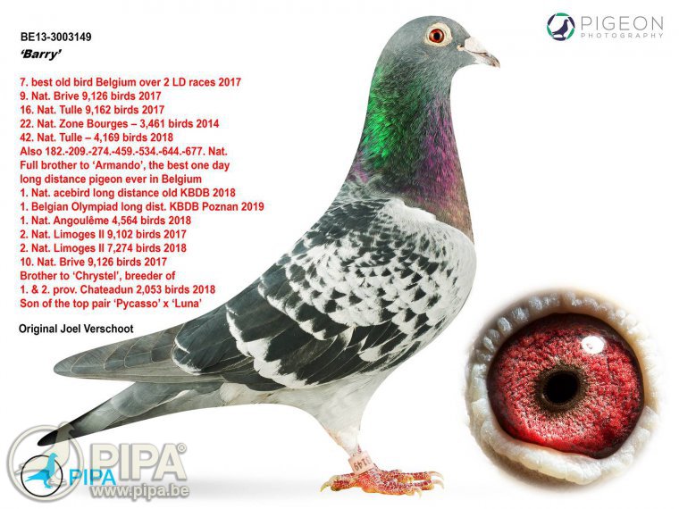 racing pigeons nieripigeons : Nuevo Record ARMANDO...final: Joël Verschoot