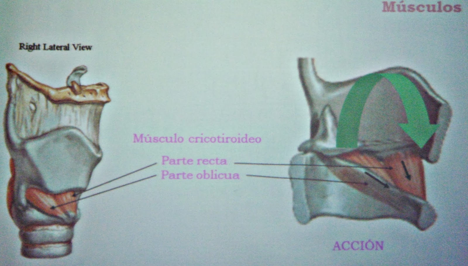 Laringe - Sistema respiratorio