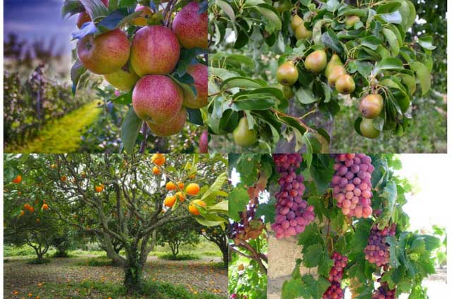 Membuat Tanaman Cepat Berbuah Melalui 2 Metode Sederhana Ini - Tingkir ...