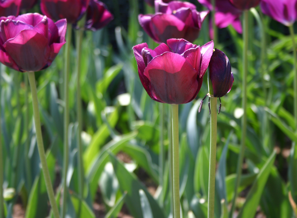 Fuchsia Flower Design Brighton: Tulips and Wisteria at Polesdon Lacey