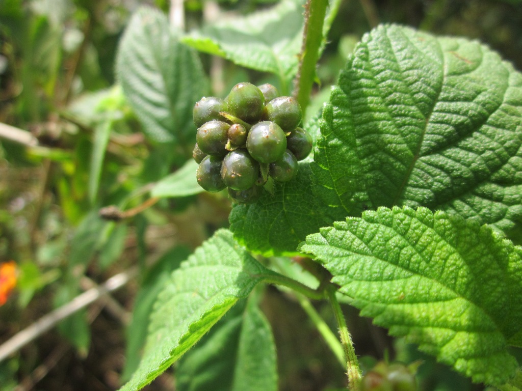 Lantana (Kongini Poovu) | KERALA NATURE AND AYURVEDA