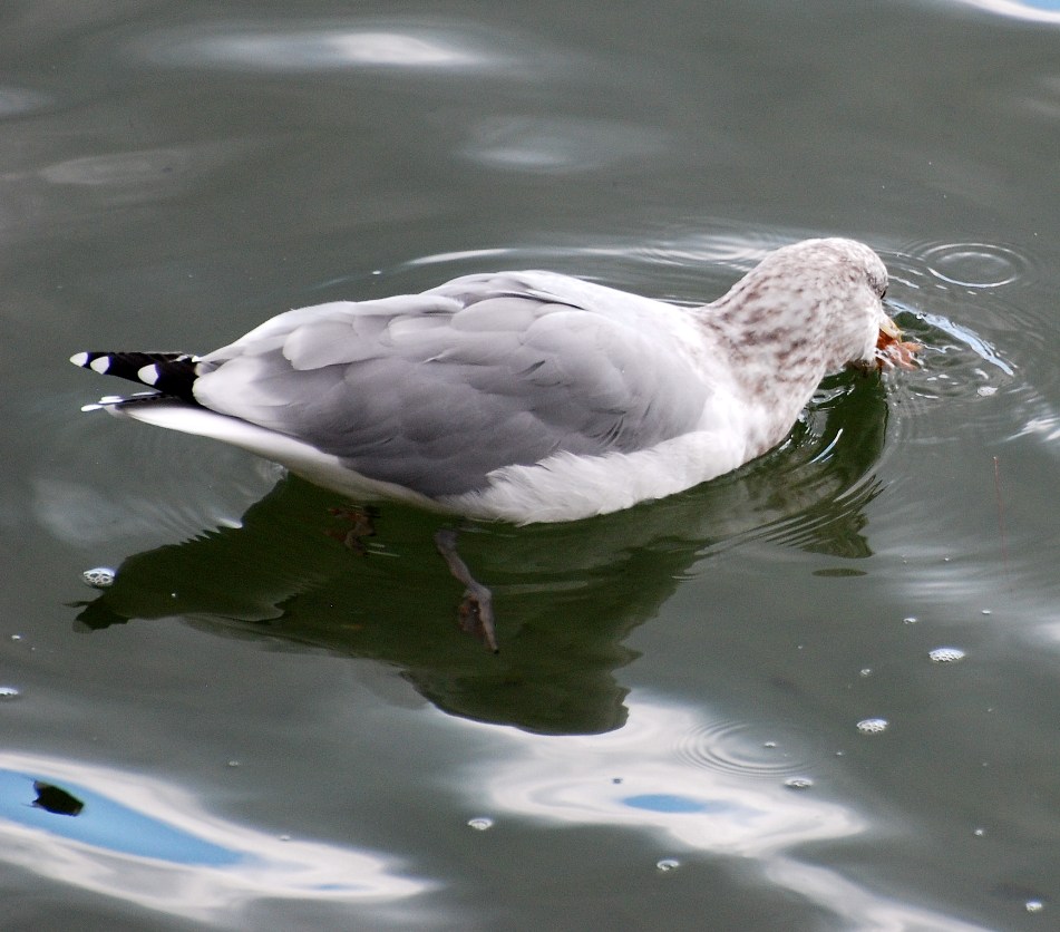 Birding Is Fun!: The Sea Gull's Gulp