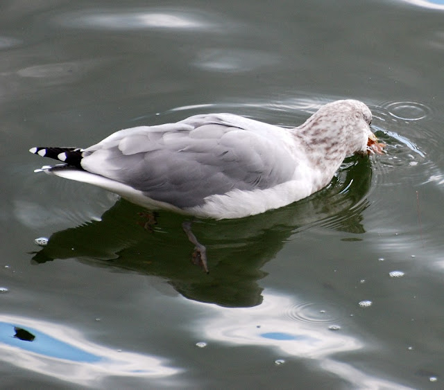 Birding Is Fun!: The Sea Gull's Gulp