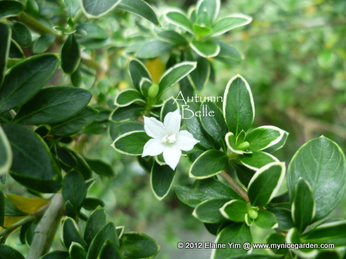 My Tropical Plants Finder: Serissa japonica / Serissa foetida - Bonsai ...