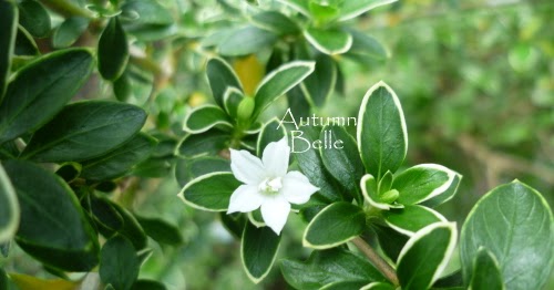 My Tropical Plants Finder: Serissa japonica / Serissa foetida - Bonsai ...