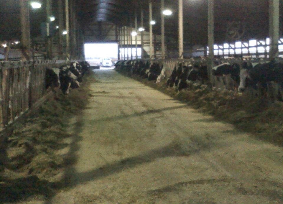 Dairy Dish and Dash: Around the Farm