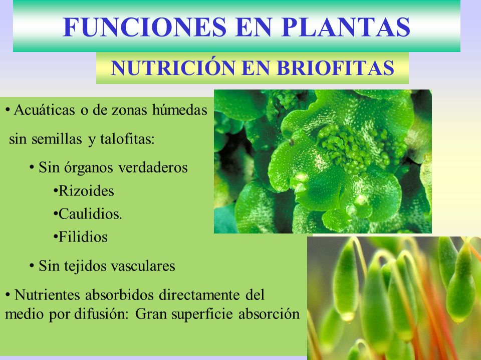 Ciencia al Dia: REINO VEGETAL BRIOFITAS