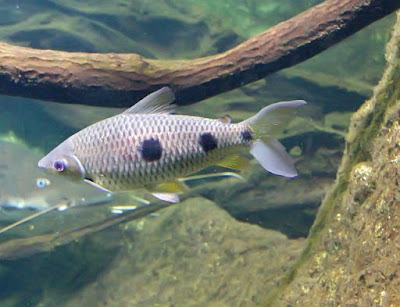 Mania de Aquário: Piaus (Leporinus sp.)