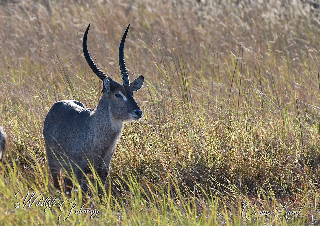 WILDLIFE GATEWAY: Cobe à croissant
