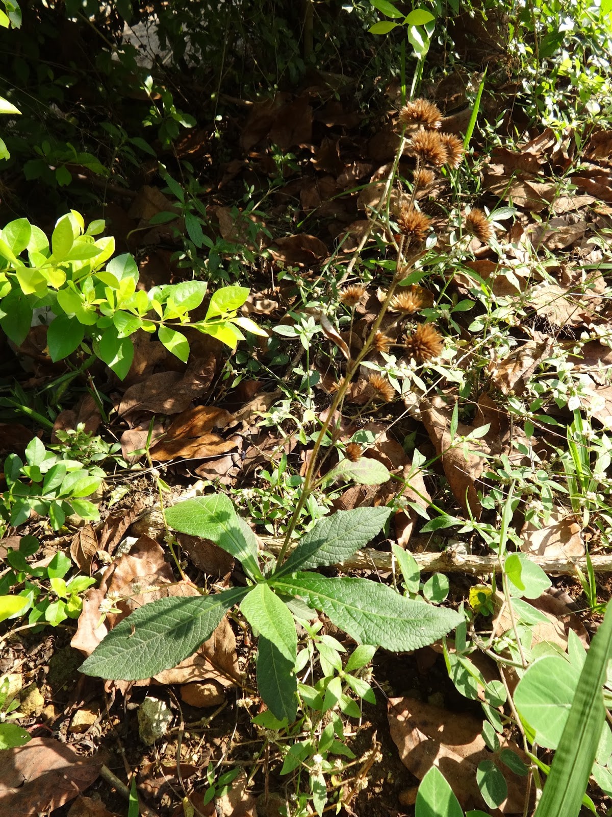 Herbs from Distant Lands: Elephantopus scaber, Elephantopus mollis ...