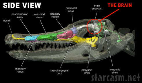 The Wild Life: Basic Gator Hunting Gear and Strategies