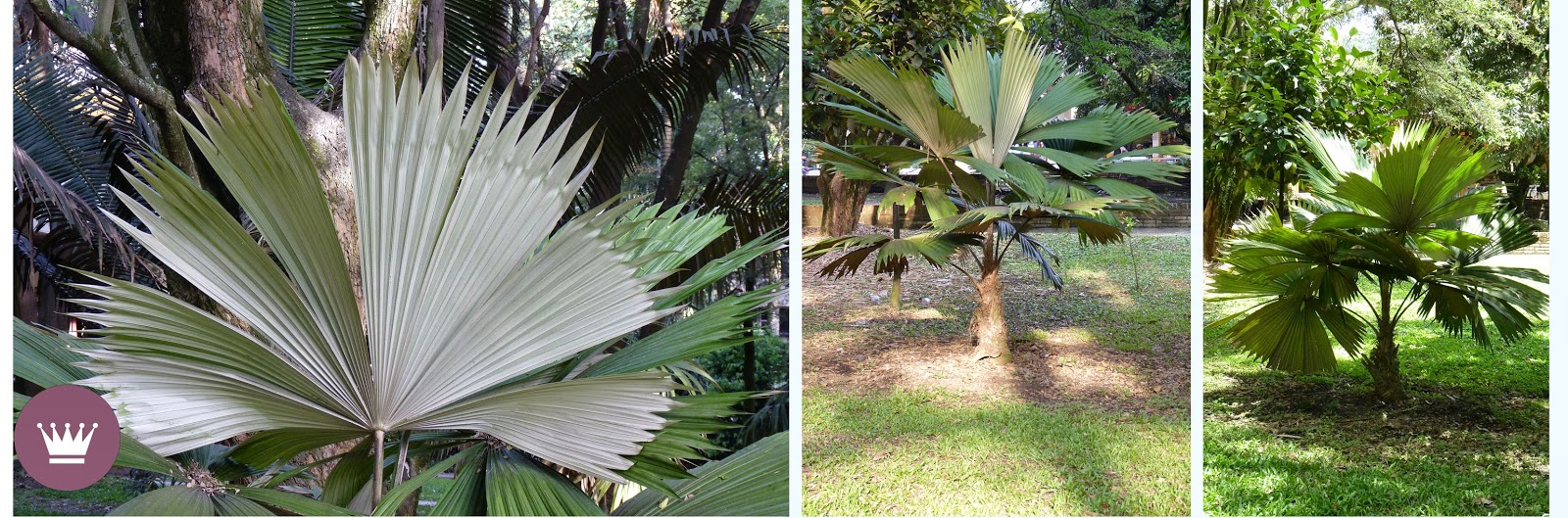 ARBORETUM: Reinado de palmas