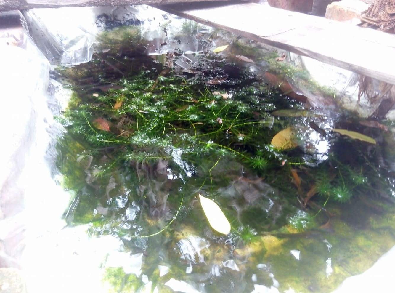 Berita TV Malaysia: Rumpai air Hydrilla makanan kegemaran lobster ...