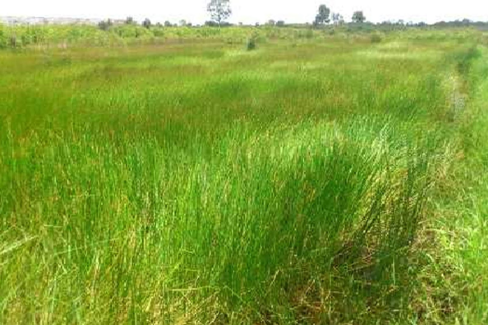 Ide Spesial Tanaman Purun