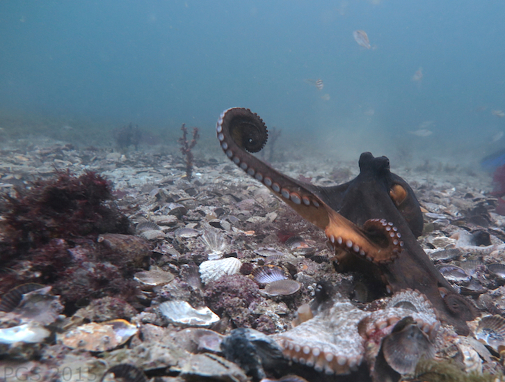 ΛΕΥΤΕΡΙΑ: Octopolis: Η… πόλη των χταποδιών