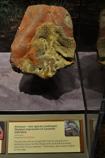 Superoceras: Introducing a new "backyard dinosaur", Propanoplosaurus ...