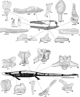 Species New to Science: [Paleontology • 2012] Pannoniasaurus ...