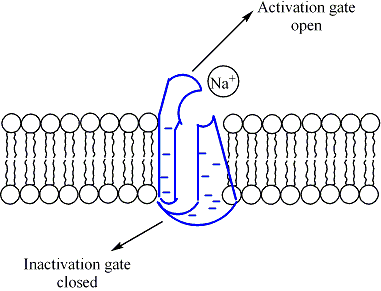 Muscle Contraction Process