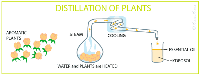 Steam Distillation Diy