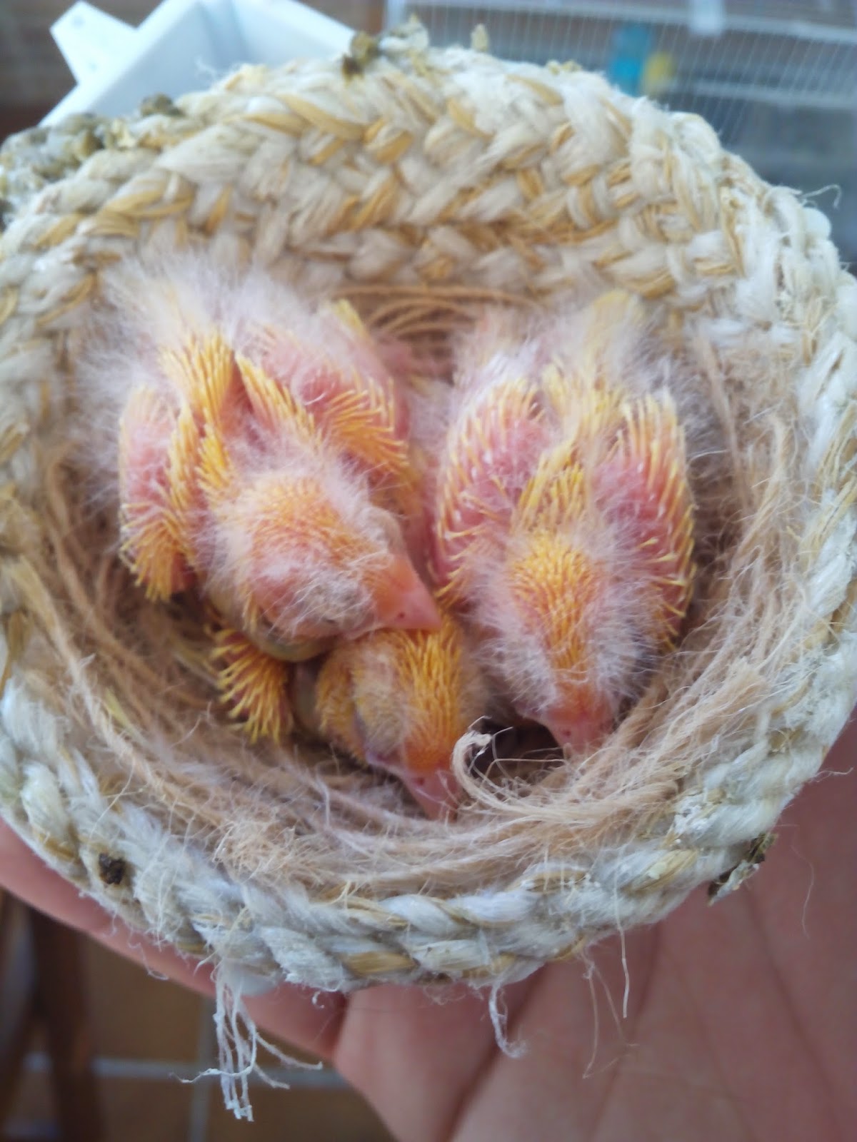 Aviario Calvo: Mas fotos de la cria 2014