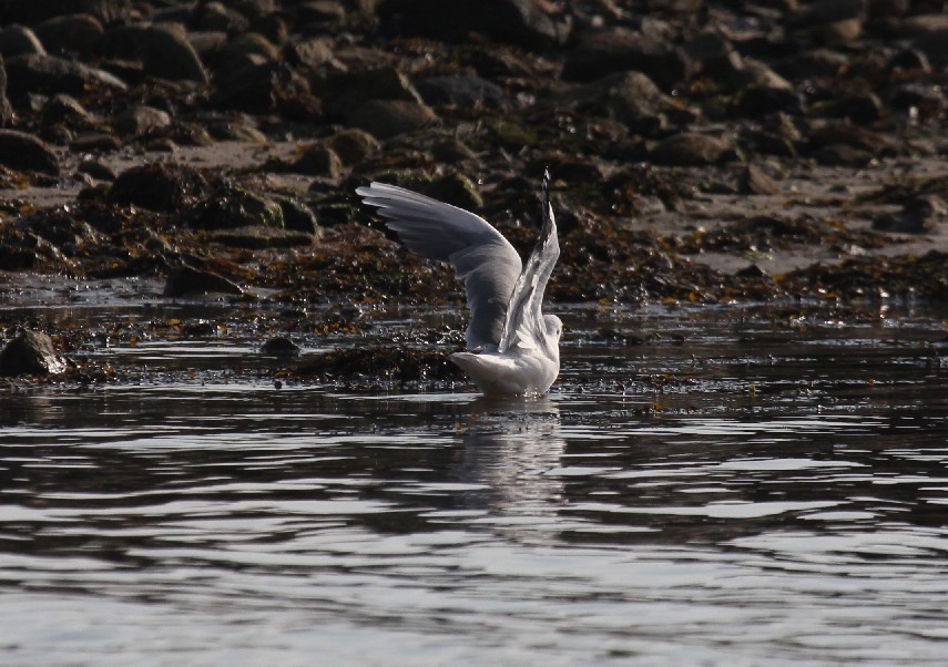 New England Coastal Birds: "Three Days of Winter Seabirding on Cape Cod ...