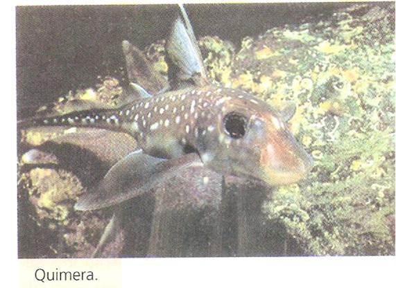 Bloggiologia: Cordados - Vertebrados (Características Gerais, Agnatas ...