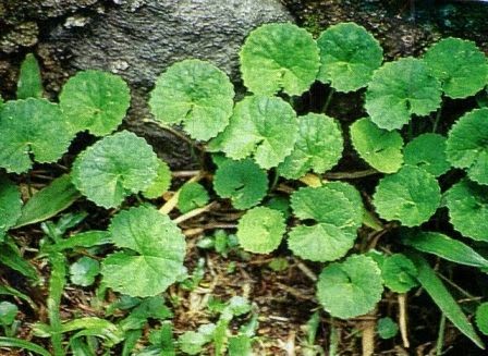 Manfaat Tumbuhan Kaki Kuda yang penuh khasiat bagi kesehatan ...